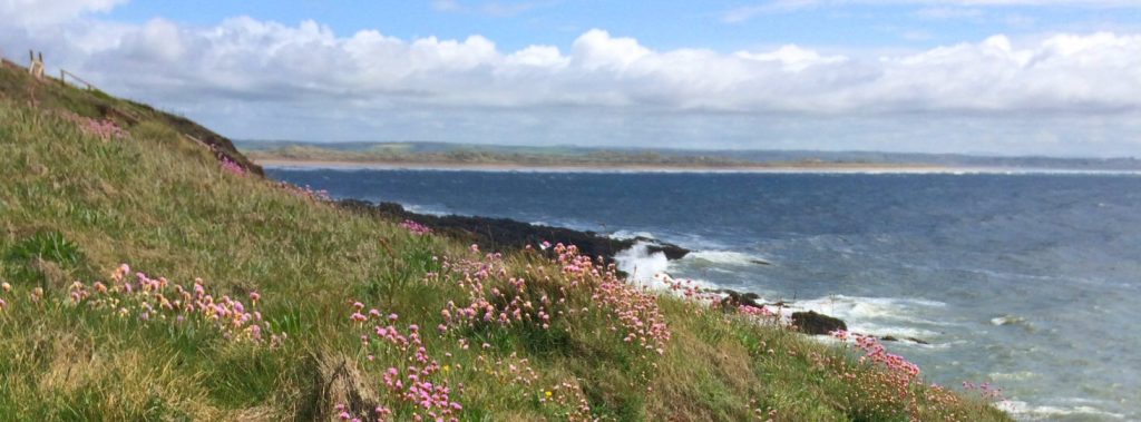 10 Favourite Plants of Cornwall and Devon – Tamar Valley Cottages